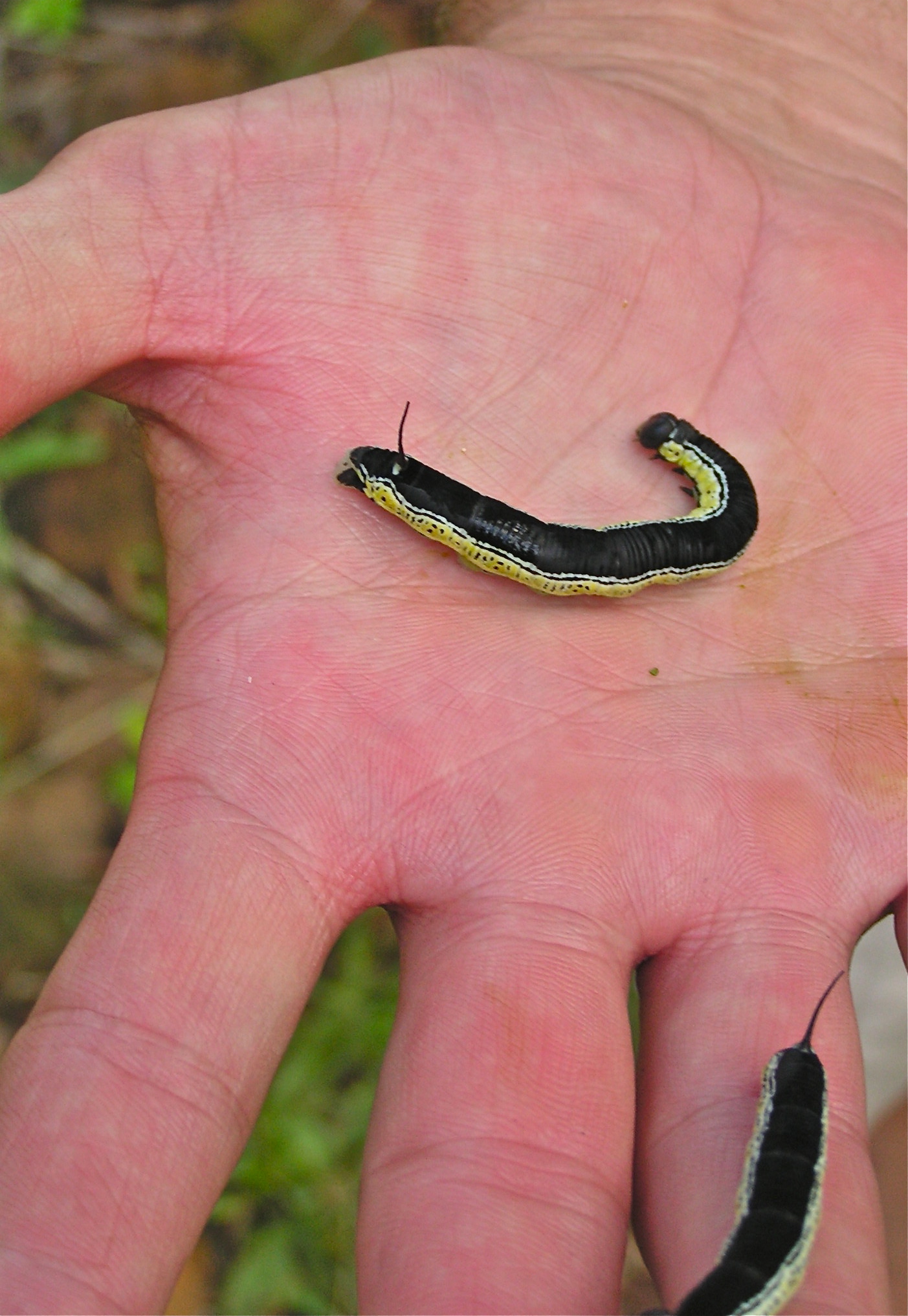 There’s treasure behind that green worm spit… | lake darbonne life