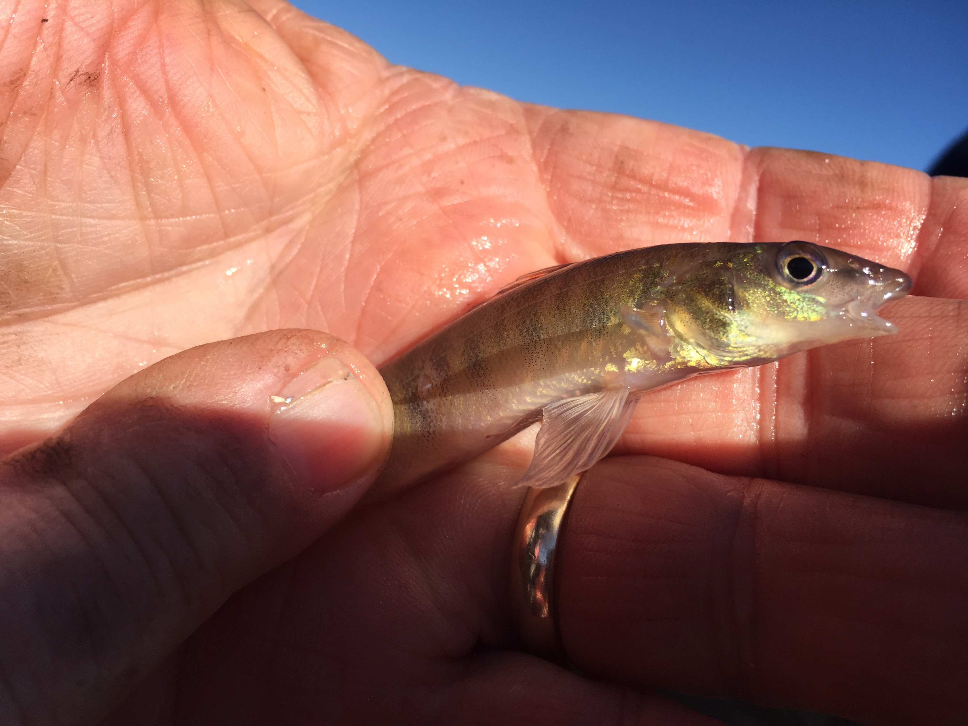 It’s a log…perch? | lake darbonne life