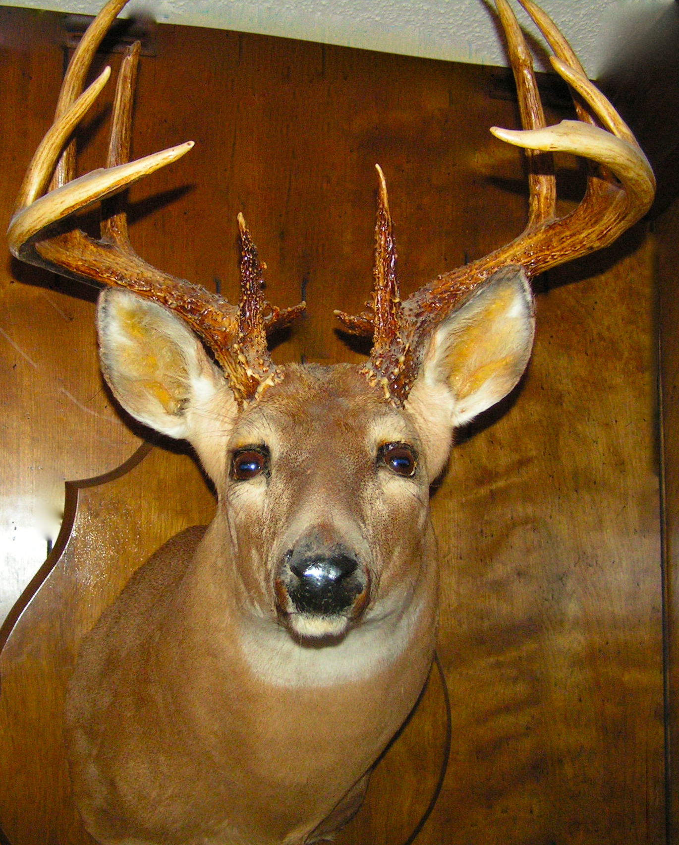 Deer season? Closer than you think | lake darbonne life