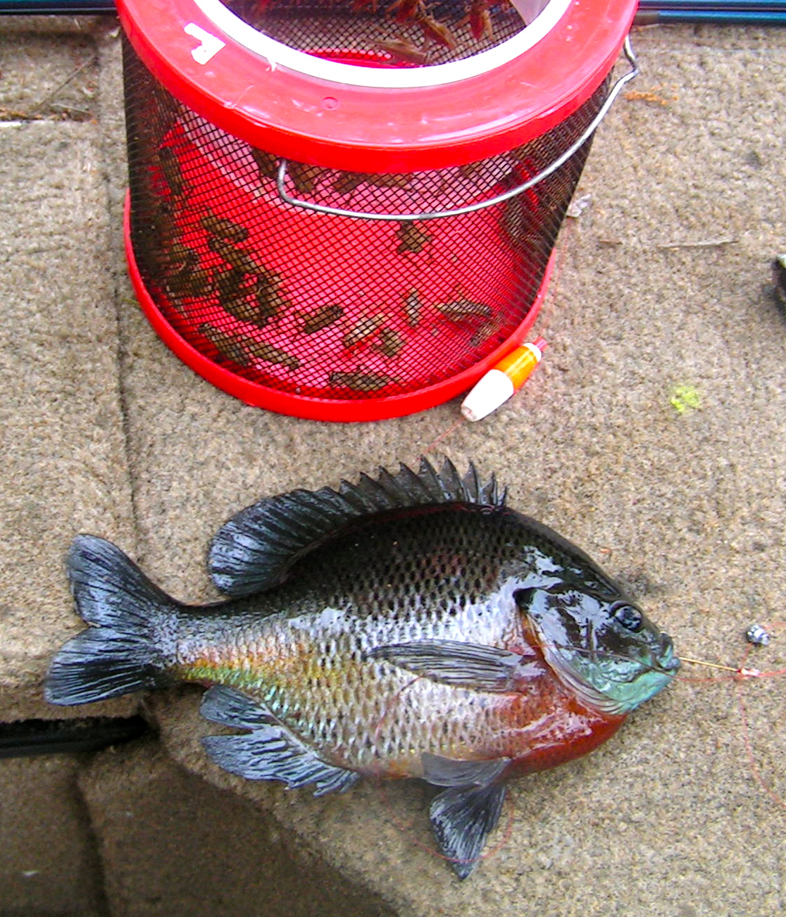 Bream fishing 101 | lake darbonne life