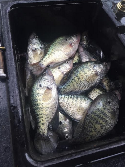 The calm before the storm: Mess ‘o fish | lake darbonne life